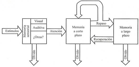 YO, PSICÓLOGO.: Estructuras y funciones de la mente.