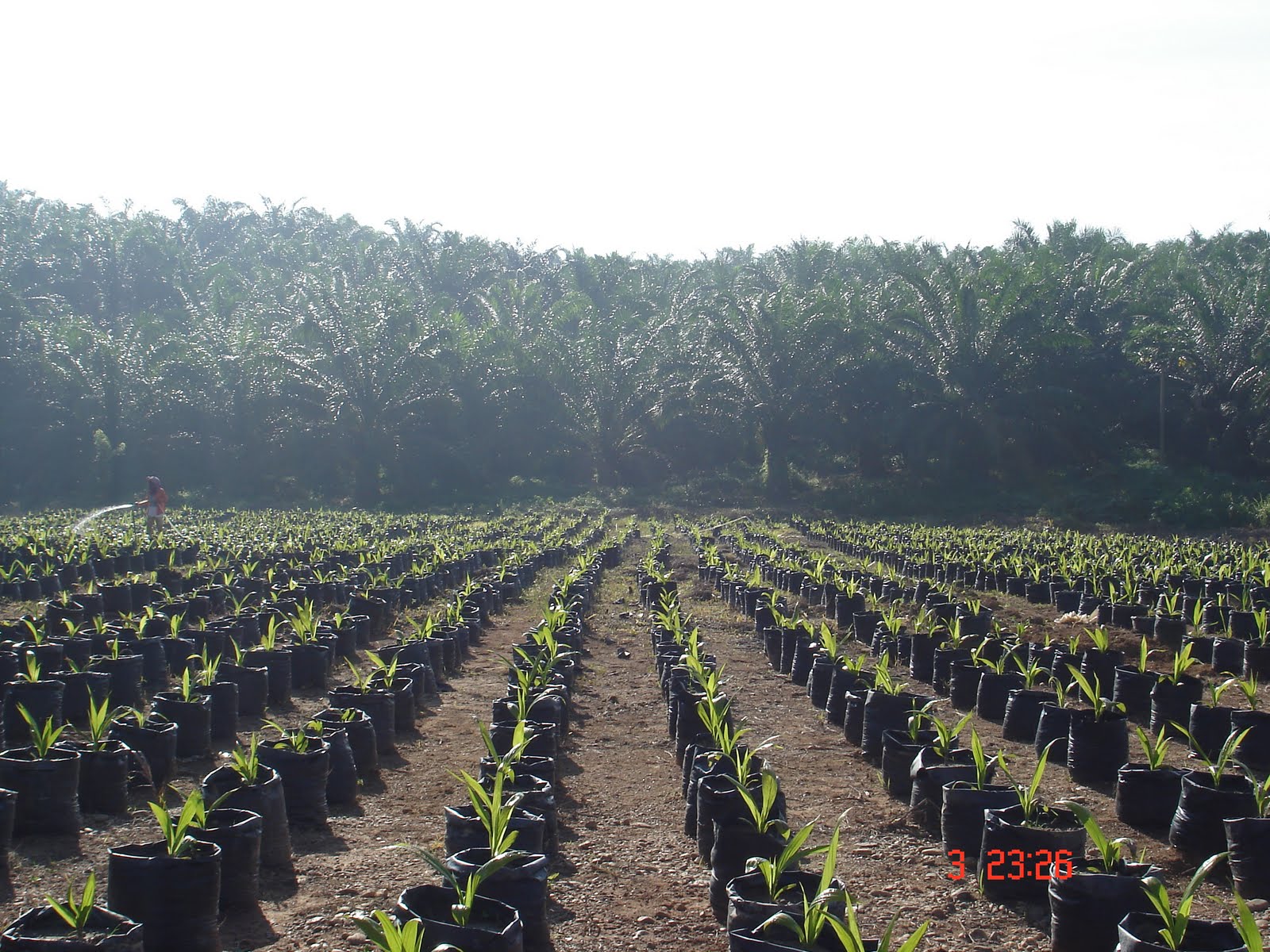 Cara Pembibitan Kelapa Sawit at Muriel Howard blog