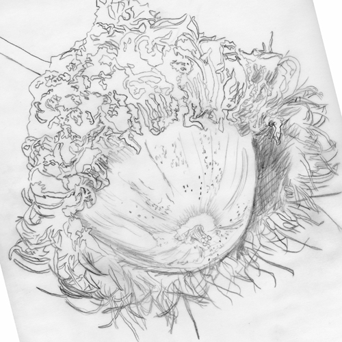 Artist Spotlight: Nancy Cook – A Sense of Scale – Lyric Art