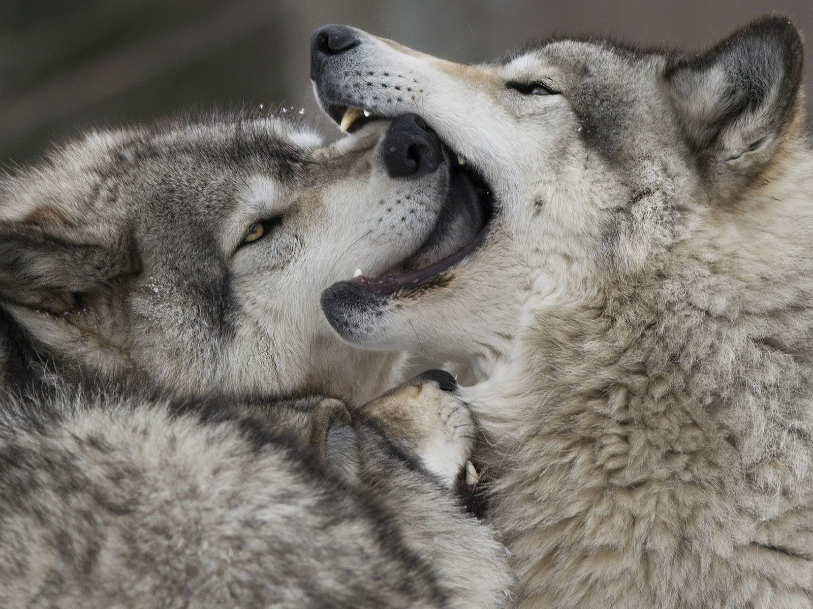 ΛΥΚΟΙ photos - wallpapers (ανανεωμένο) | the fun bank