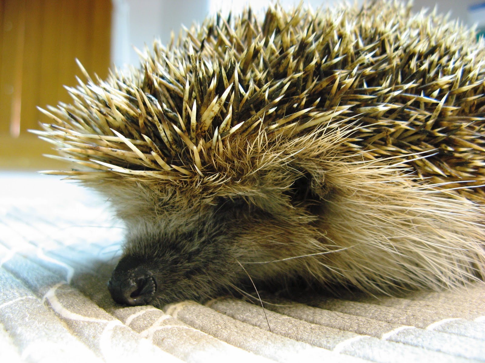 Espécie do mês de Junho: Ouriço-cacheiro