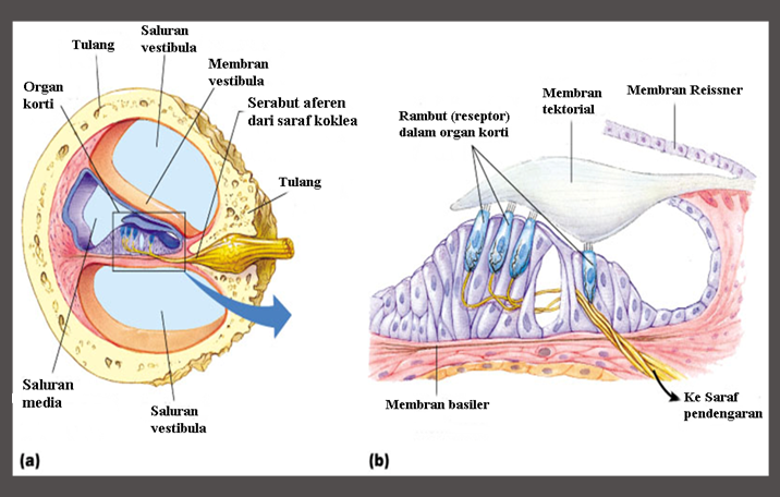 Telinga : Pengertian, Struktur, Fungsi, Bagian - Jegeristik
