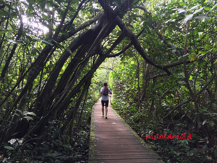 manta blog: MacRitchie Nature Trail