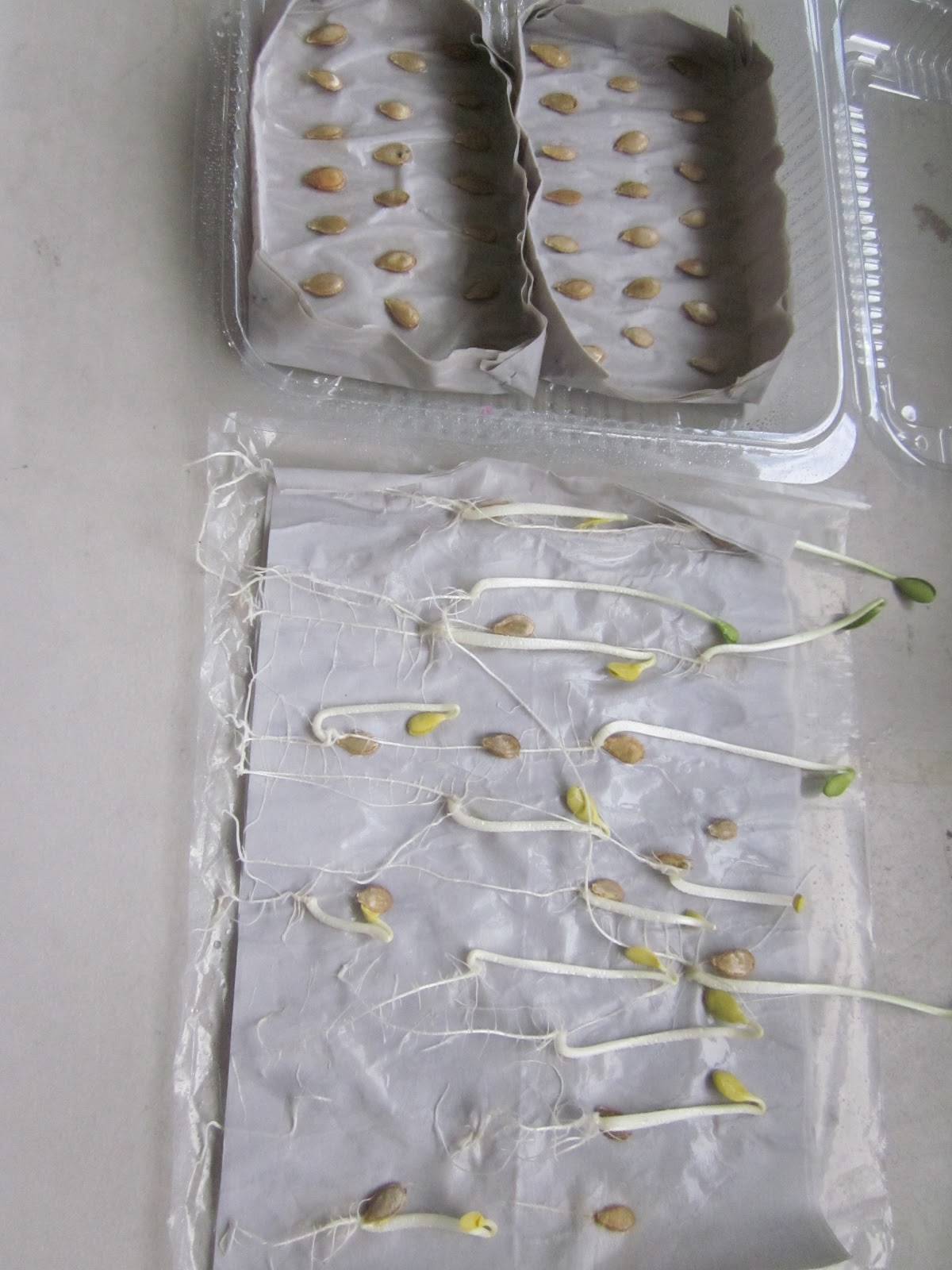 Pengujian Viabilitas Benih Tanaman Pangan dan Hortikultura pada ...