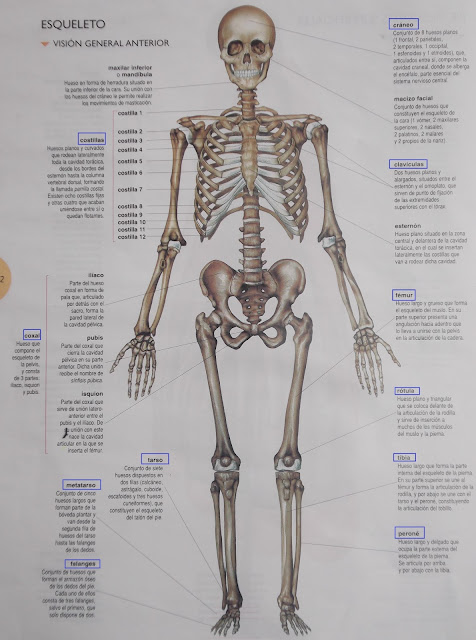 Anatomía.