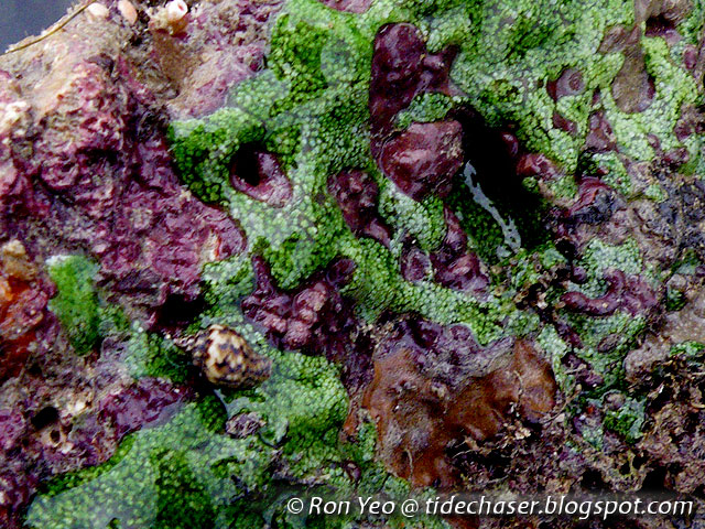 tHE tiDE cHAsER: Ascidians & Other Tunicates (Phylum Chordata ...