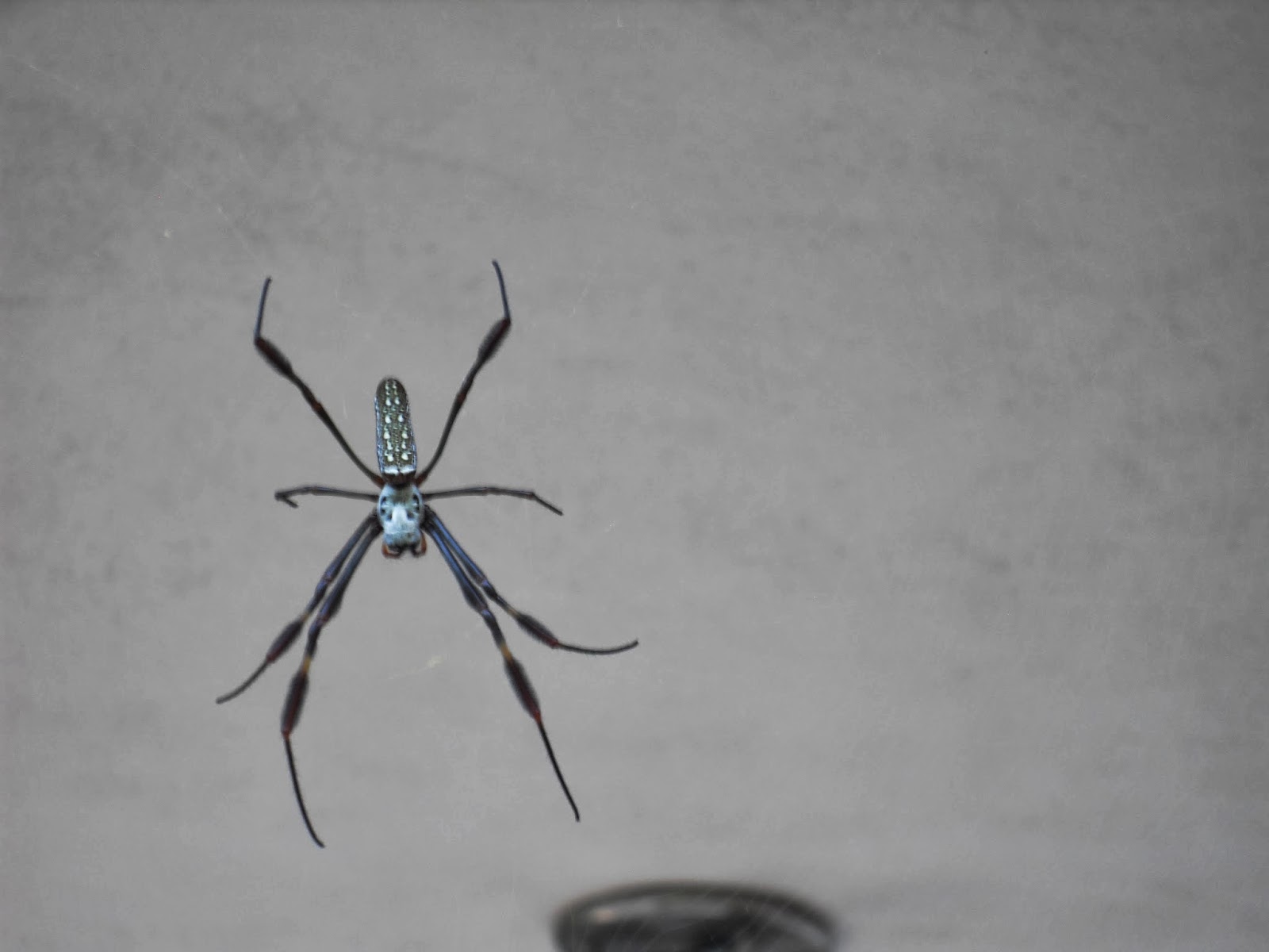 Yelapa Stories and More: Giant Black and Silver Spider