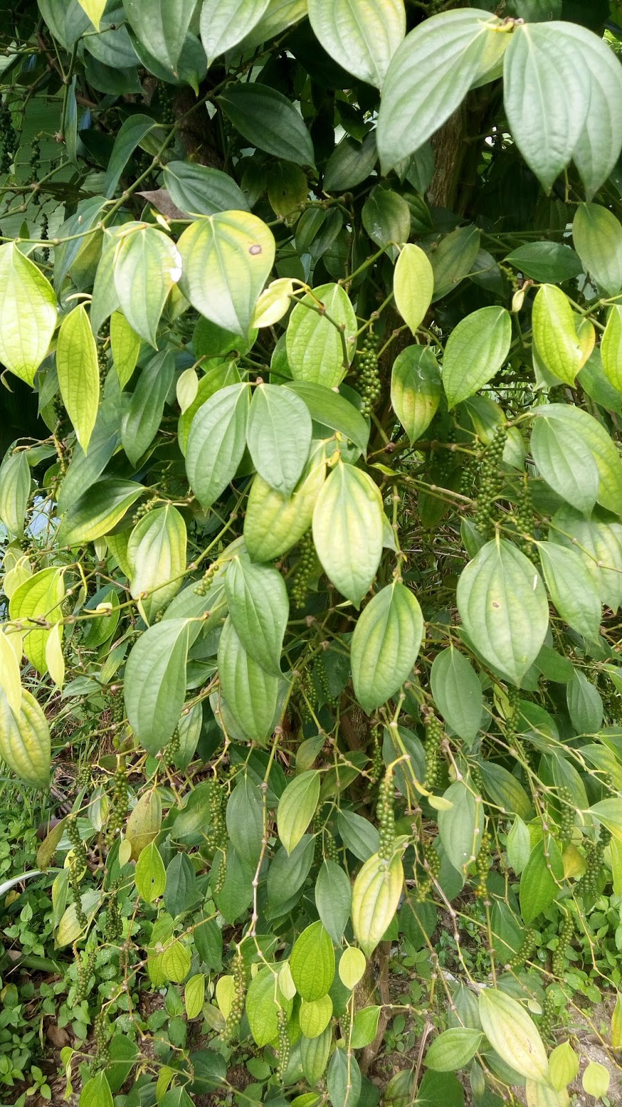 PERHEBAT BUSINESS SCHOOL: Potensi Tanaman LAda Hitam Di Semenanjung ...