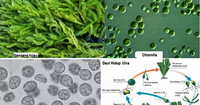 Macam - Macam Jenis Chlorophyta Ganggang Hijau (Alga Hijau) Dan Ciri ...