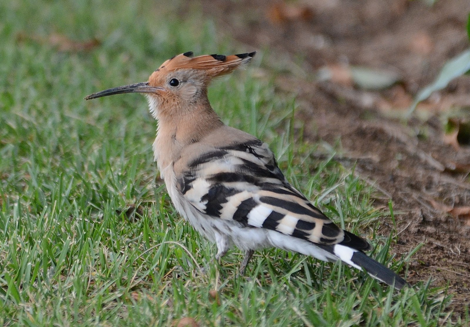 Birding with Flowers: Menorca in June