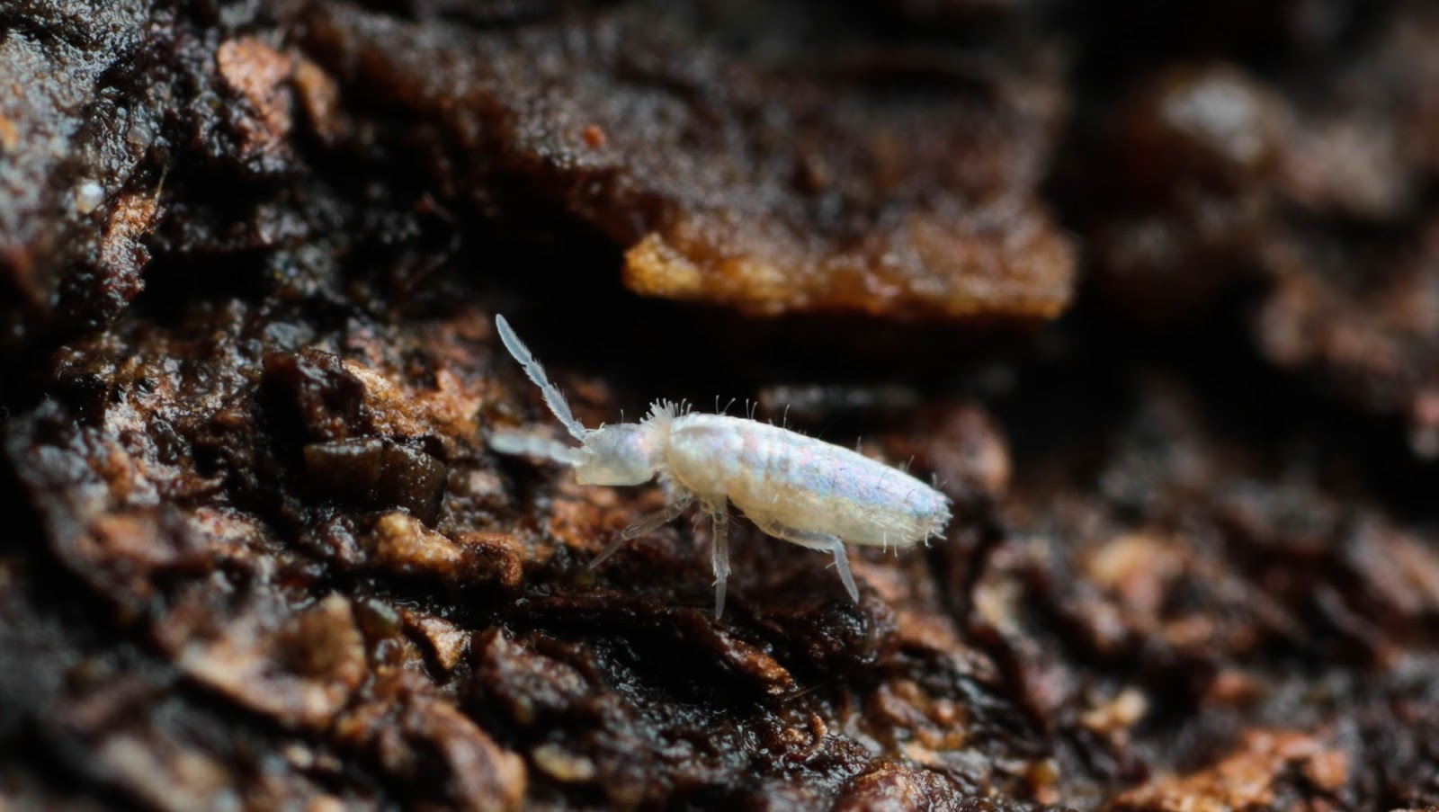 Catalogue of Organisms: The Lonely Life of the Cave Collembolan