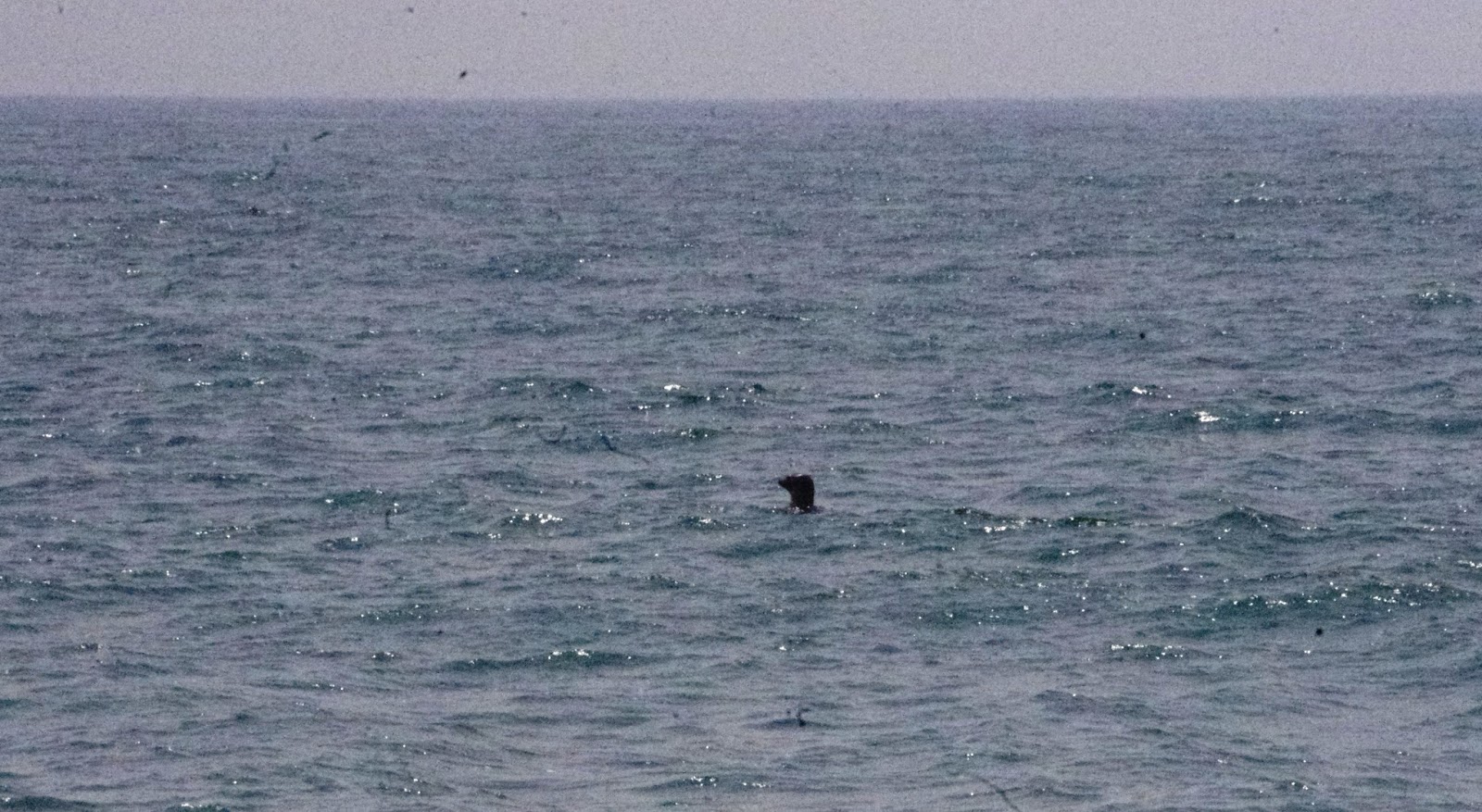 Progressive Charlestown: Another successful seal release Progressive Charlestown: Another successful seal release