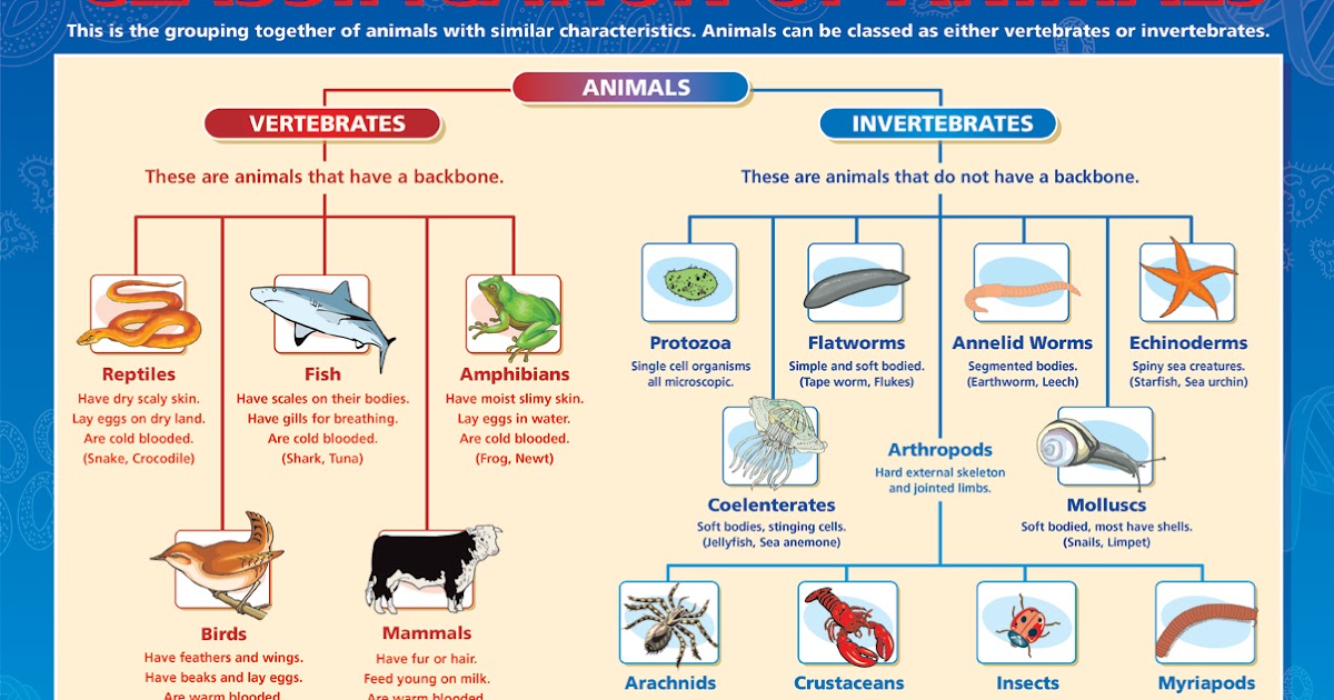 Bio-English: Introduction to the Animal Kingdom