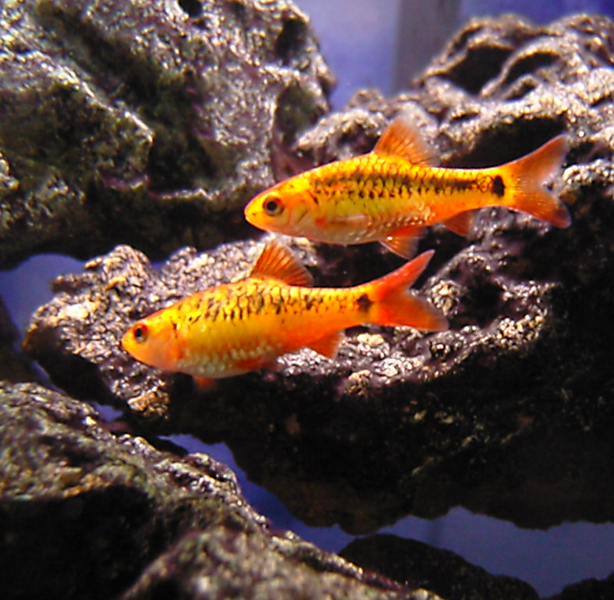 Fish Pictures: Gold barb - Puntius semifasciolatus