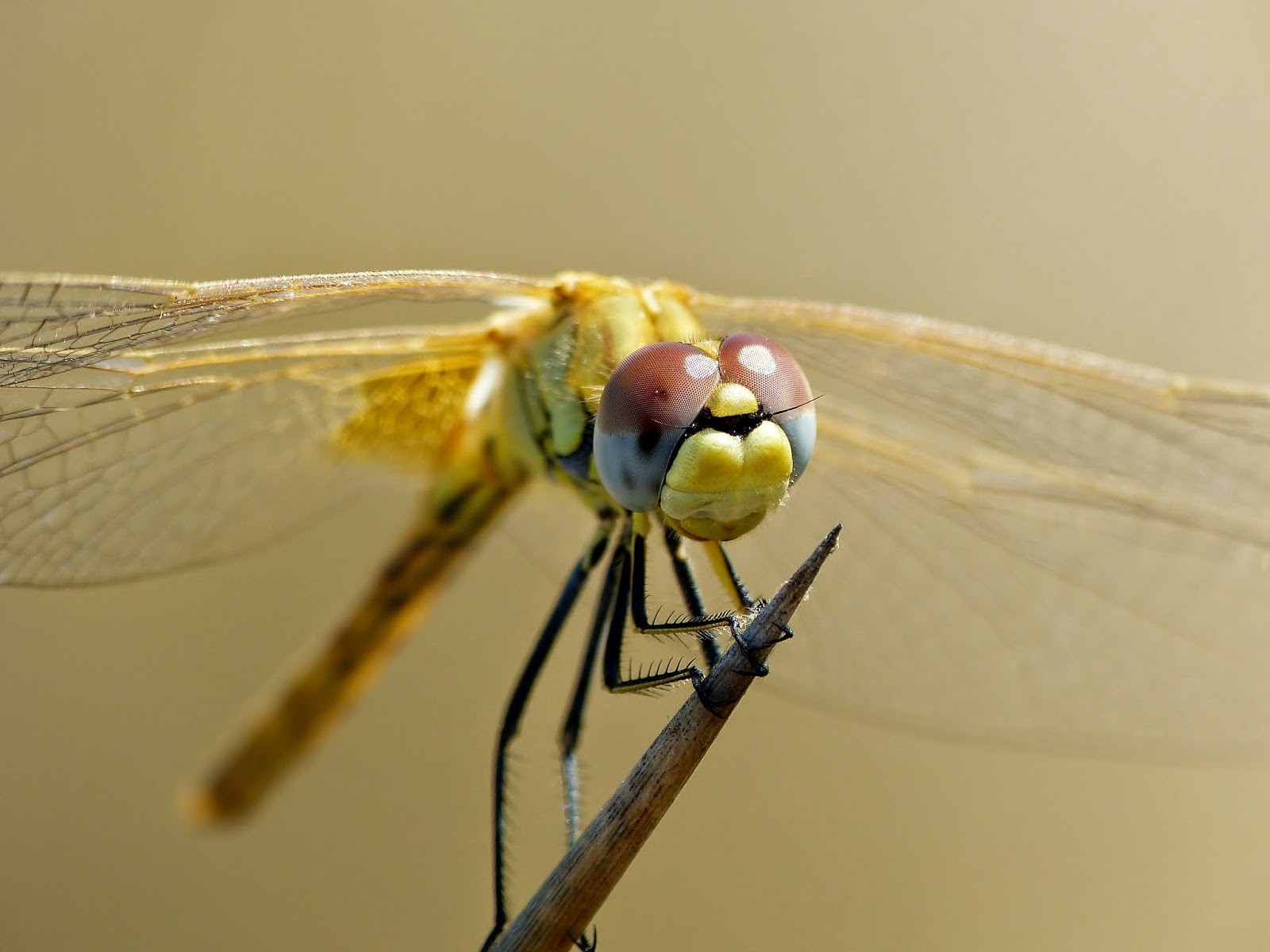 Photos d'insectes: Les Odonates (Libellules et Demoiselles)