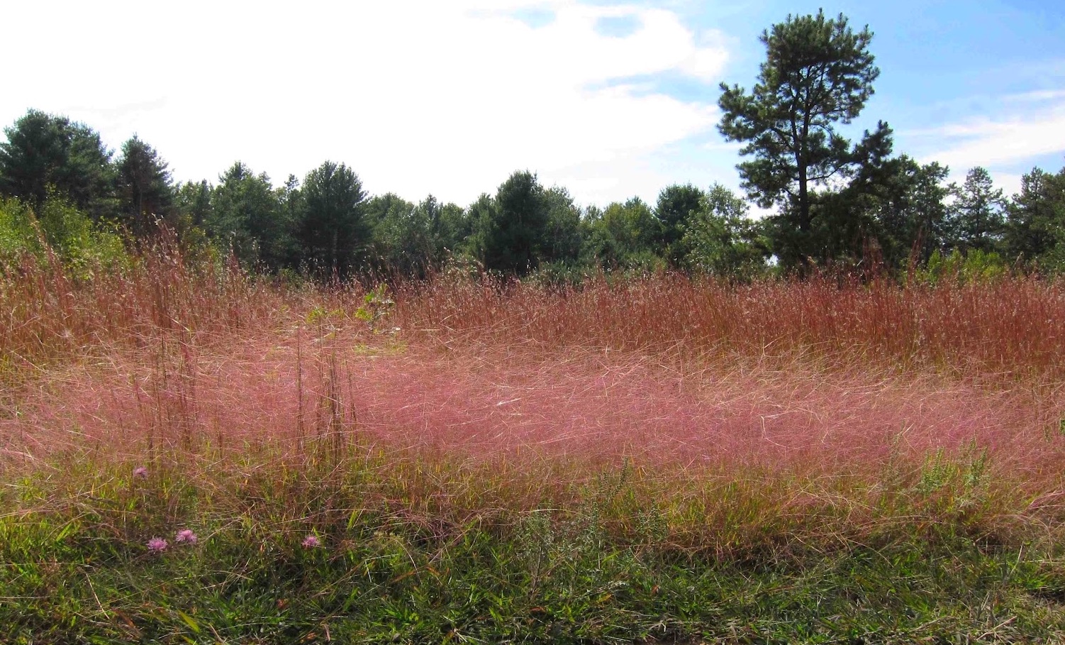 Saratoga woods and waterways: Pink!