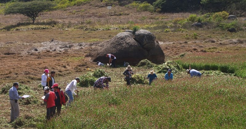 La Minga, una tradición colaborativa precolombina