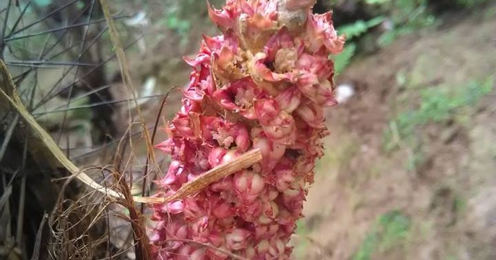 Paling Keren 28+ Contoh Gambar Bunga Jantan Dan Betina - Gambar Bunga Indah