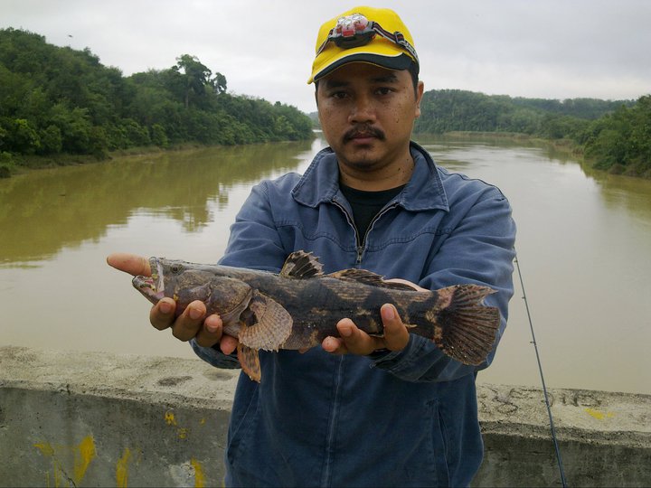 kata sifooden: Ikan Ubi - Ketutu - Hantu