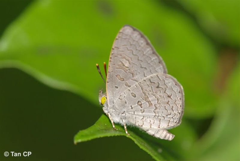 Butterflies of Singapore: Butterfly of the Month - October 2011