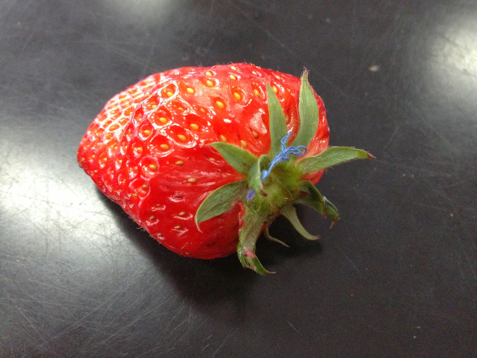 Alex Chiang's IB Biology Blog: Observing Plant Roots and Fruits