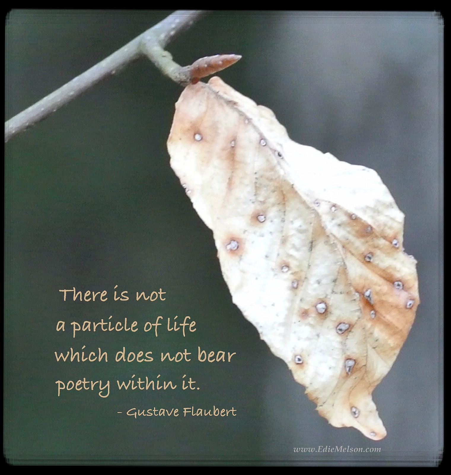 The Write Conversation: Writing Prompt Image—Poetry of Life