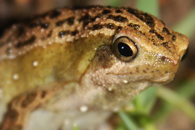 Tard the Grumpy Cat, Meet Tad the Grumpy Frog | Featured Creature