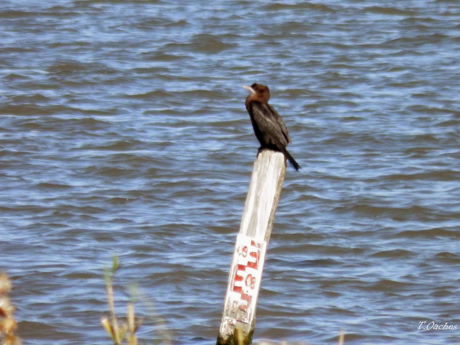 PASARI DIN ROMANIA: CORMORAN MIC, Microcarbo pygmeus