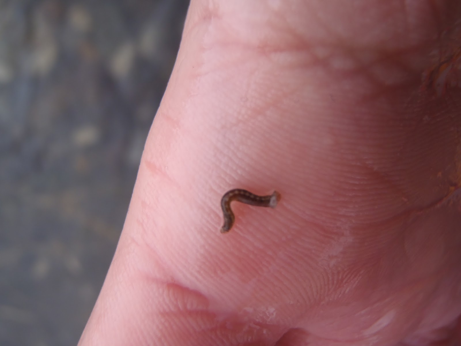 Mountains, Rivers, & Trout: L.L. Beads