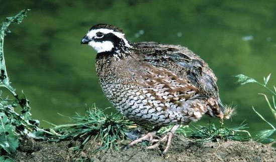 Tierra de Aves: Codorniz pinta