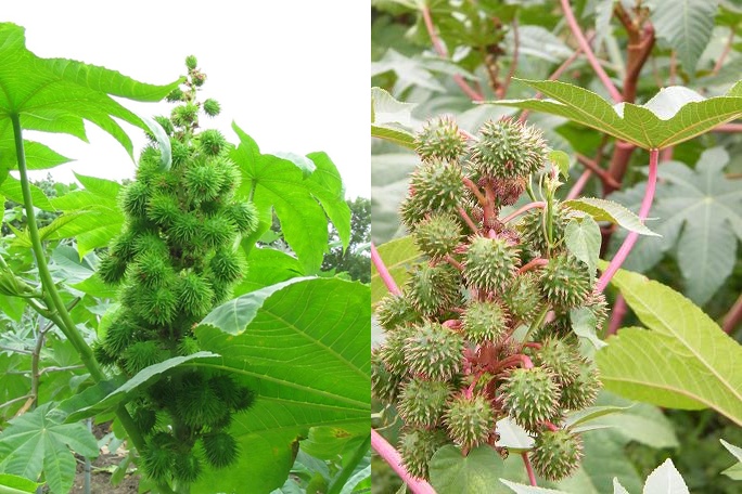 Bandar Masilam Kecamatan: BEBERAPA VARIETAS TANAMAN JARAK KEPYAR