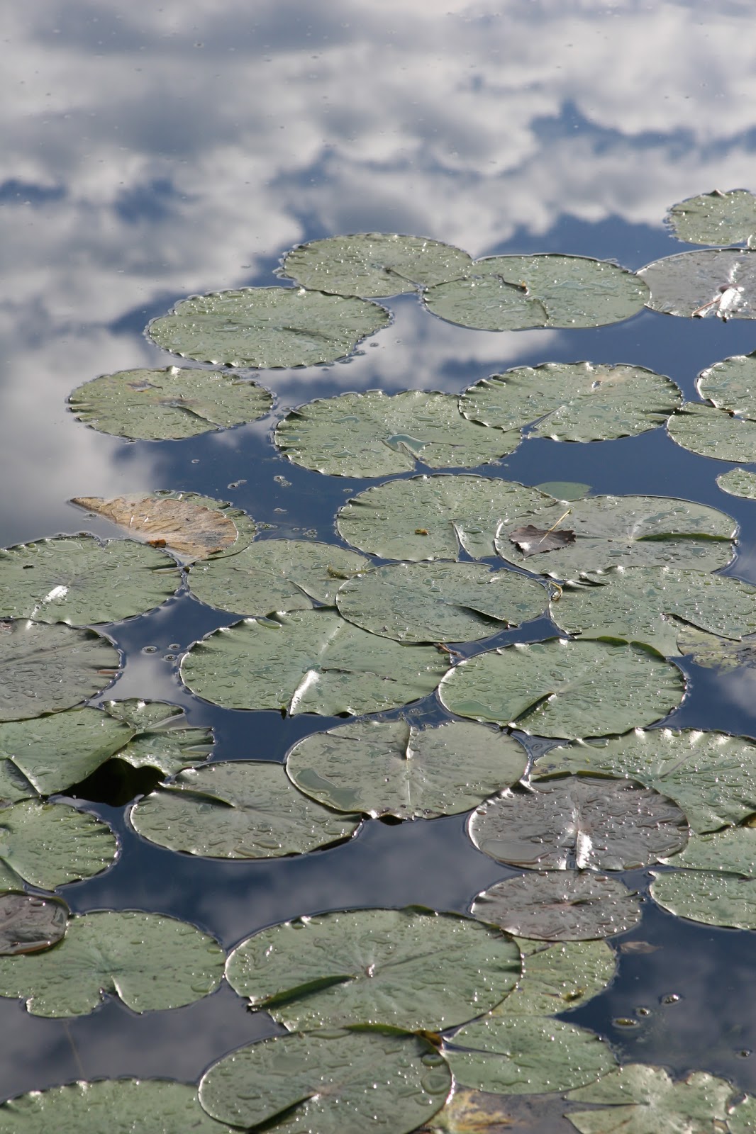Isabella Conservation District Environmental Education Program: Water ...