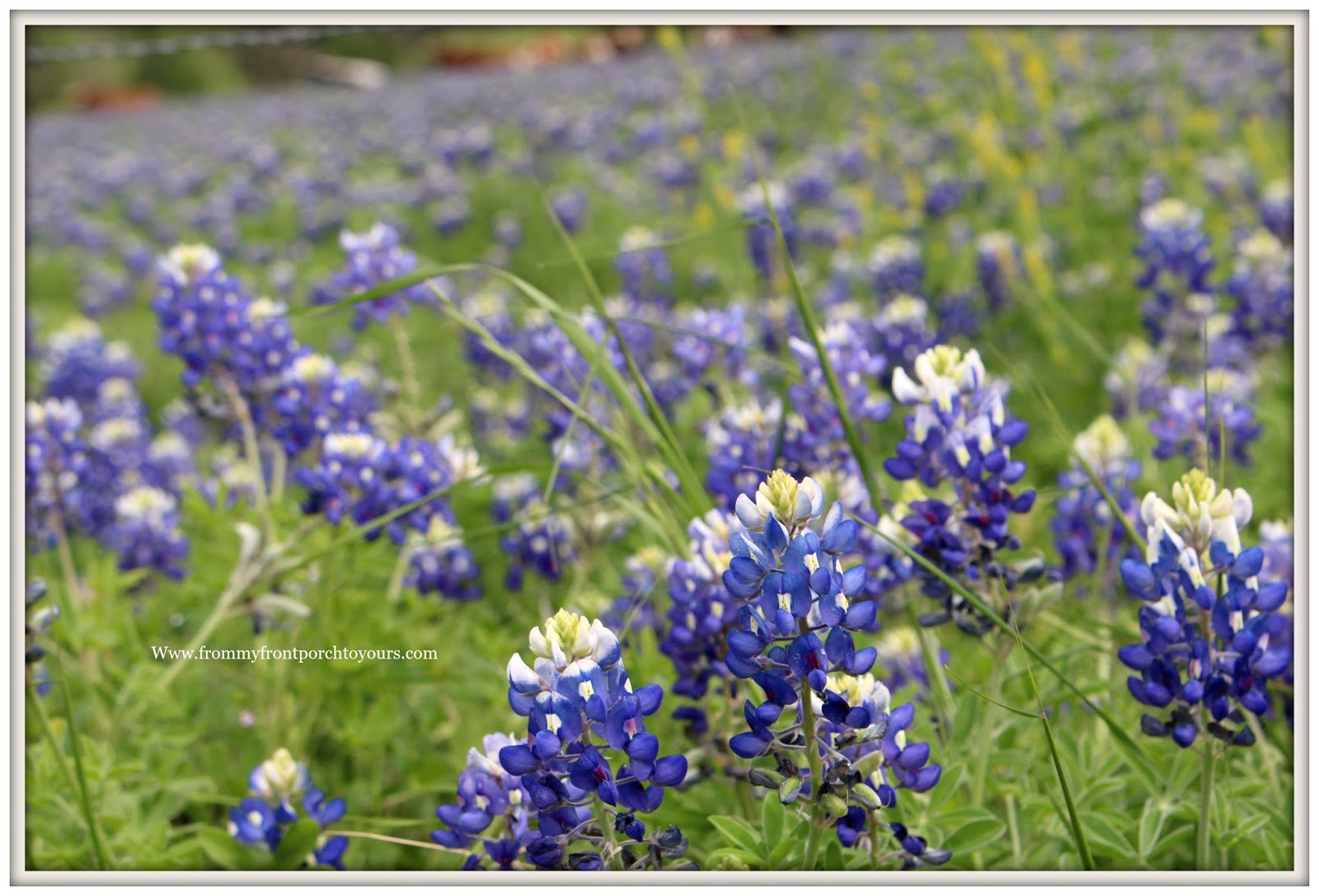 From My Front Porch To Yours: Springtime in Texas Means Bluebonnets ...