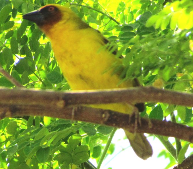 Birding for a Lark: Al Sharbatly village, Jeddah