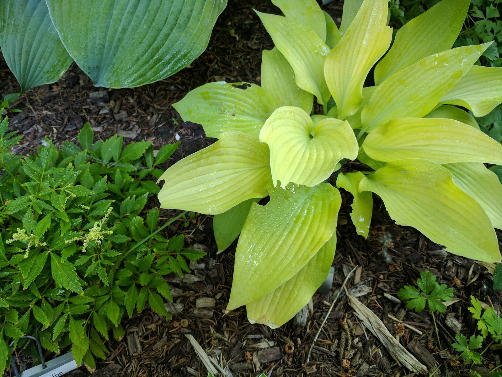 WildDakotaWoman TM: Hosta Meditation