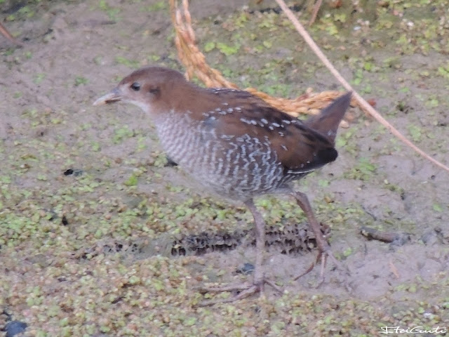Surcando los Cielos: Polluela Chica - Porzana pusilla