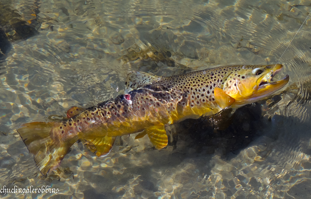 Chuck Robbins-Outdoors: Montana Fly Fishing: Poindexter Slough
