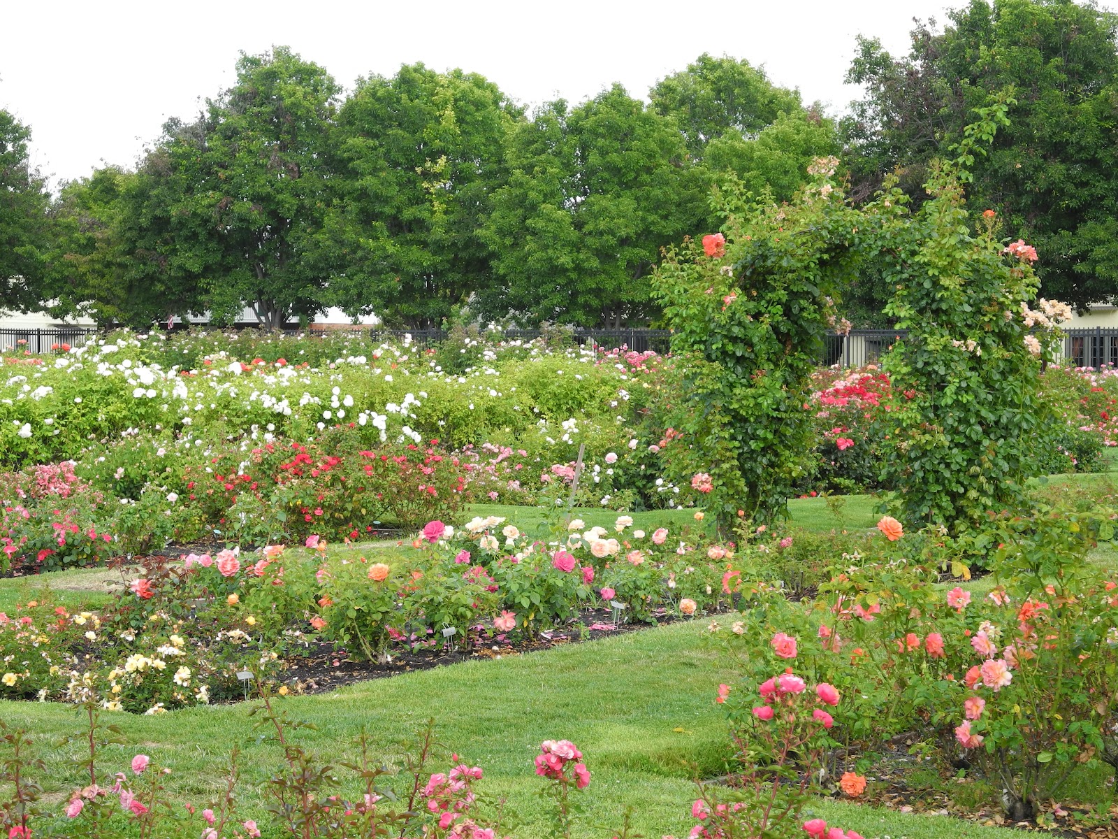 Opera Pink Labs: San Jose Rose Garden: Landscape Photography