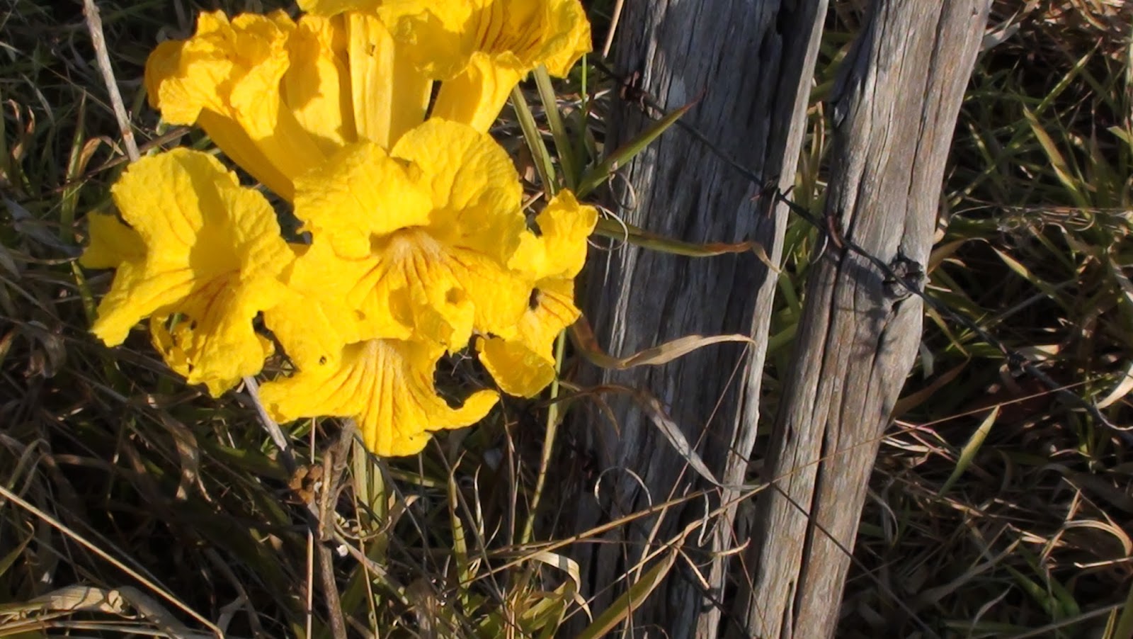 Flores, frutos e aves de Brasília e do Cerrado: A SURPREENDENTE ...