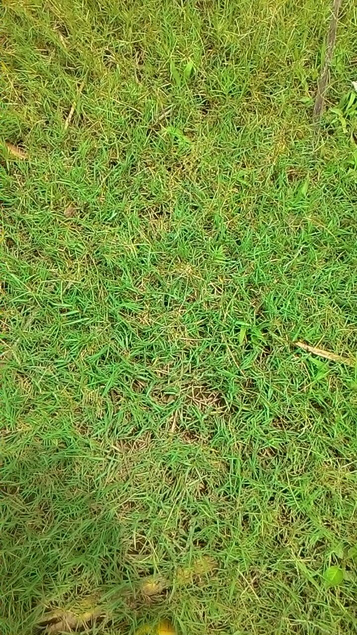 Rumput Lamuran ~ JUAL RUMPUT TAMAN DAN BIBIT RUMPUT TERNAK