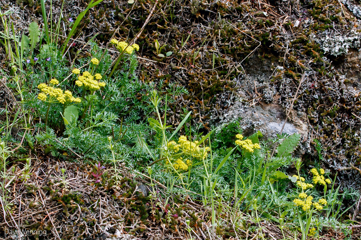 A Goose Rock Botanical Tour