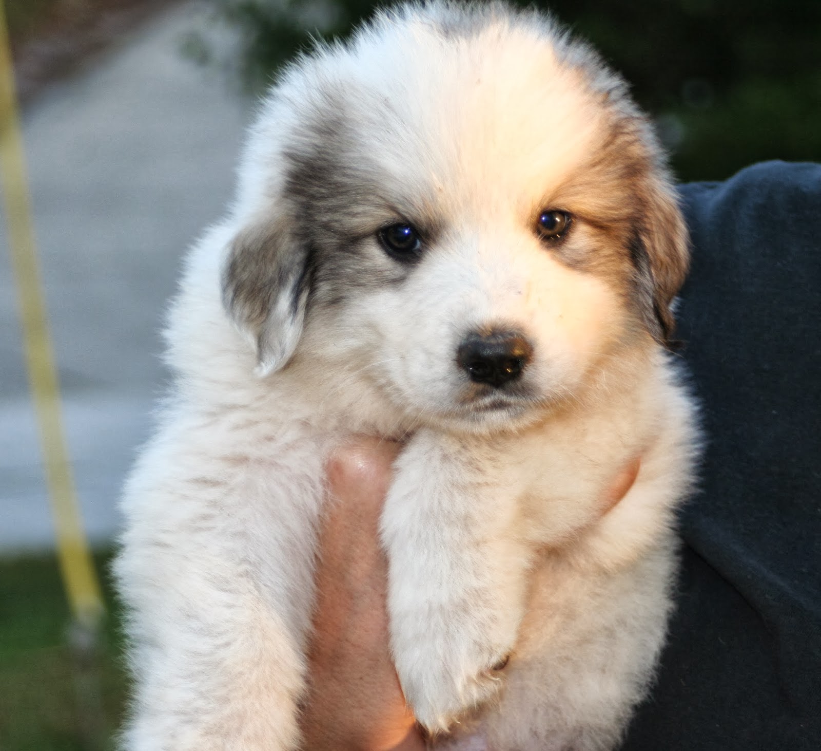 Hilltop Great Pyrenees: Our Puppies!
