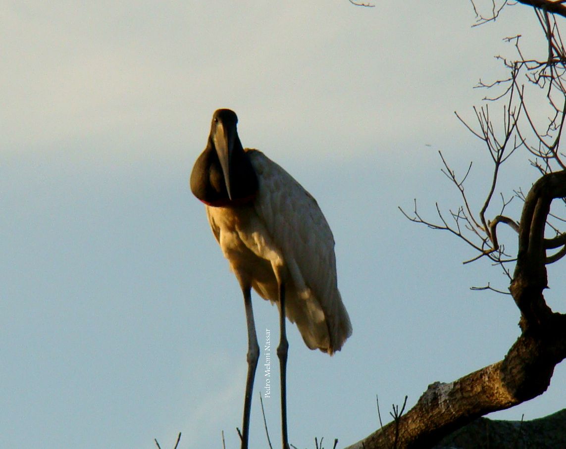Fauna Brasileira: tuiuiú - mais fotos