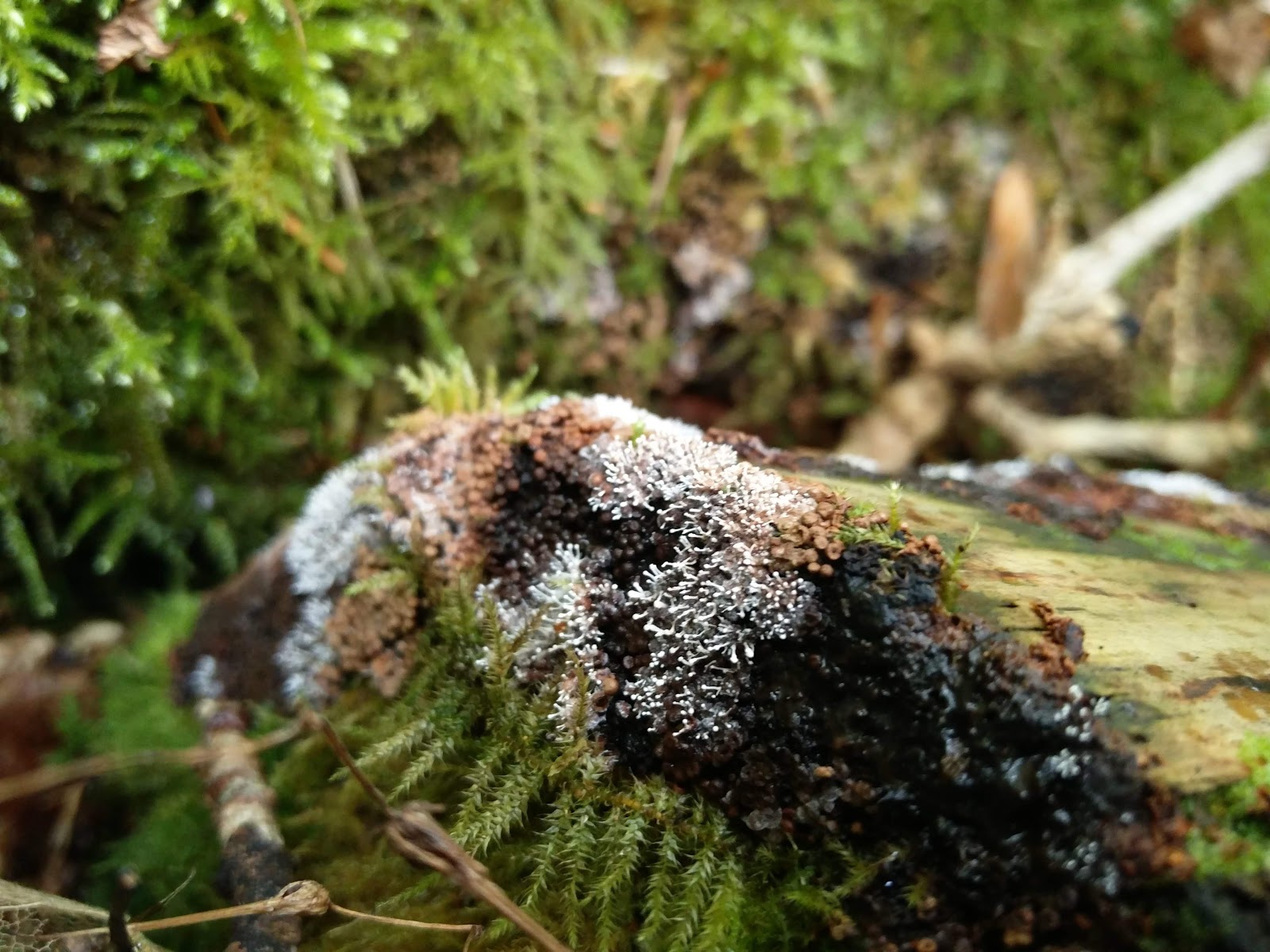 Misidentifying Fungi: August 2018