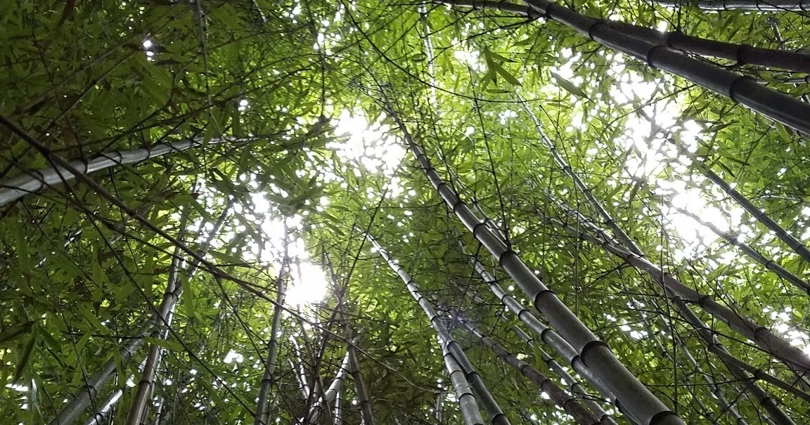 The Journey is an Adventure; I am an Alien: Bamboo Encounter-- a nudge ...