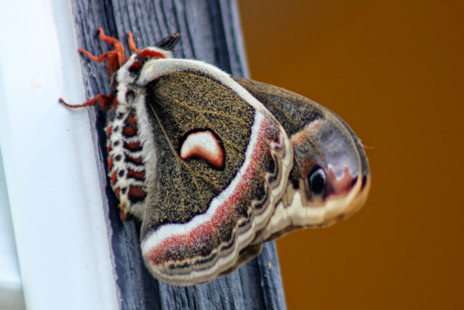 Here and There: Day 181 - 30th June 2014 - Moth, Iris' and Piping Plovers.
