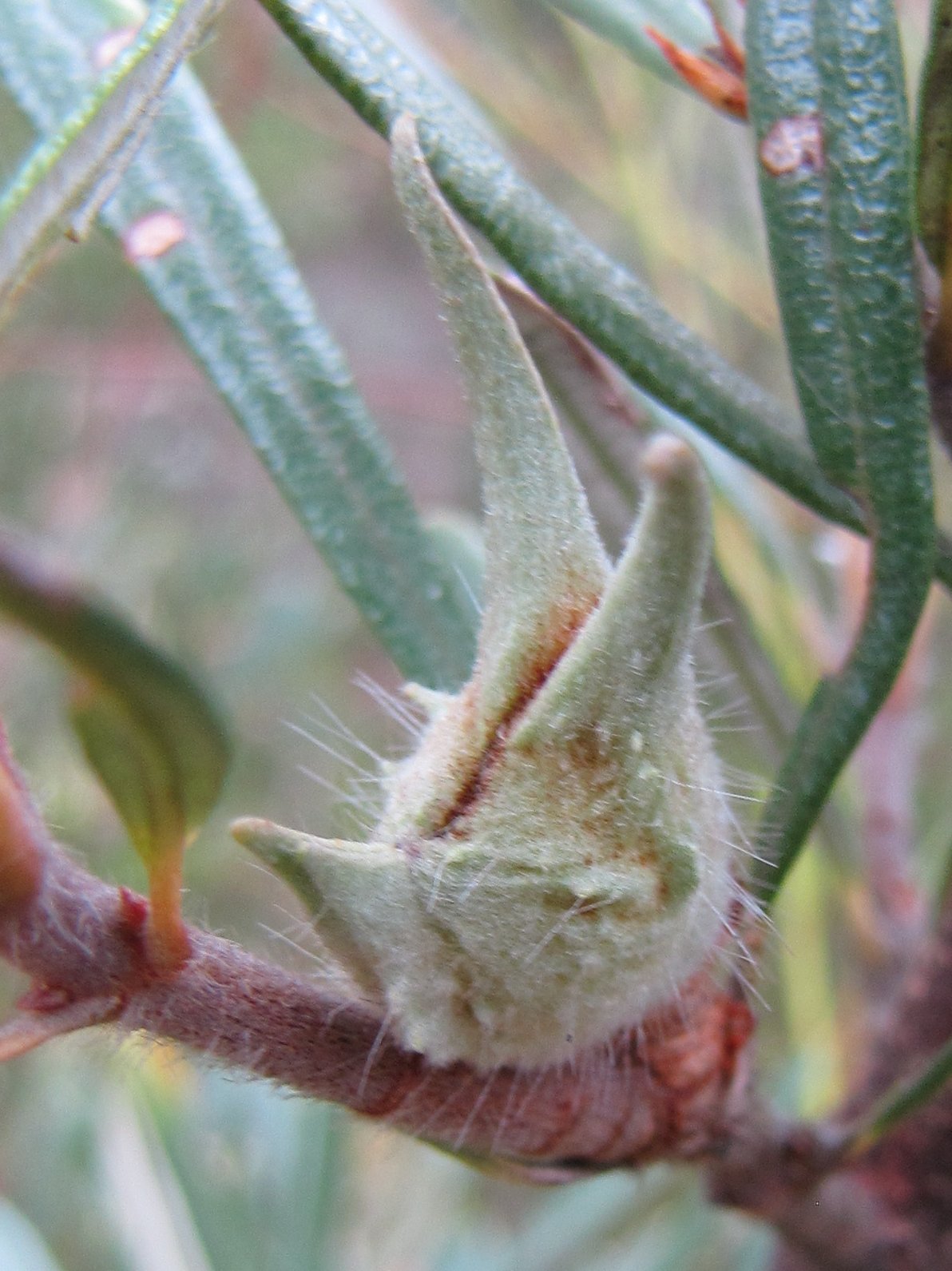Sydney's Wildflowers and Native Plants: Lambertia formosa - Mountain Devil.