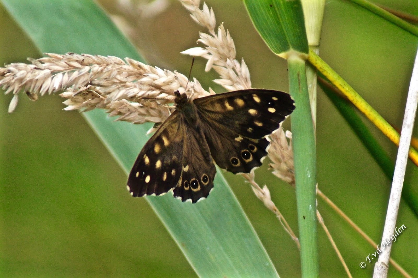 Theo’s Natuur Momenten: DE INSECTEN VAN HET KEMPEN~BROEK