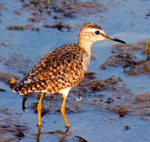 Wood sandpiper | Birds of India | Bird World