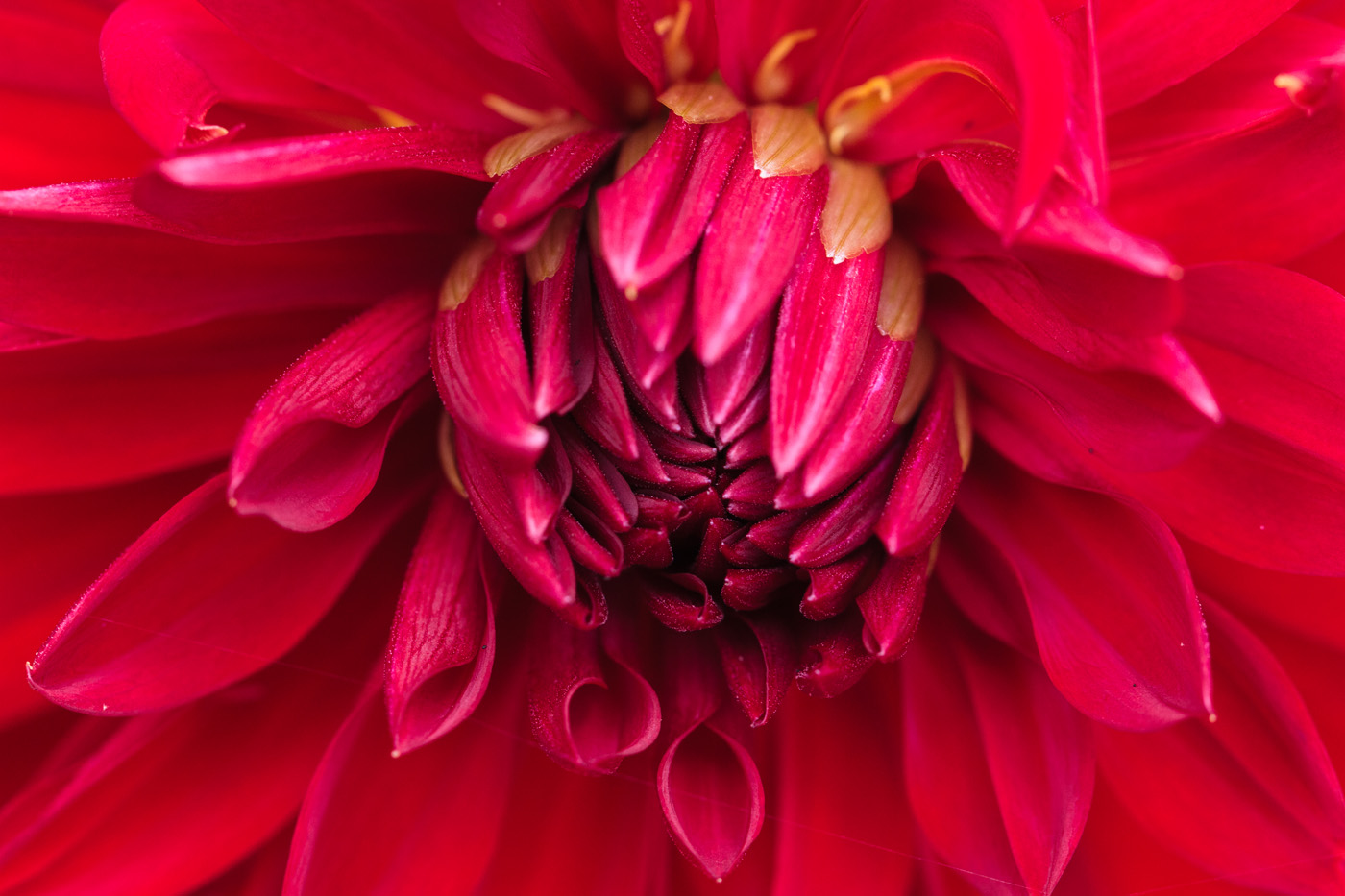 On the Wing: Bring Your Nature Photos to the Library!